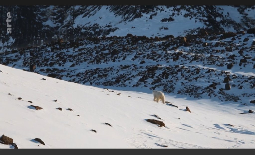 Arté documentary: 'Greenland's polar bear patrol' - All Things Nordic