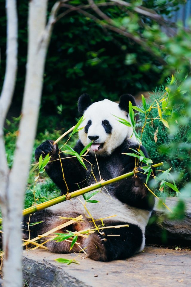 Finland to return Ähtäri Zoo's giant pandas to China - All Things Nordic