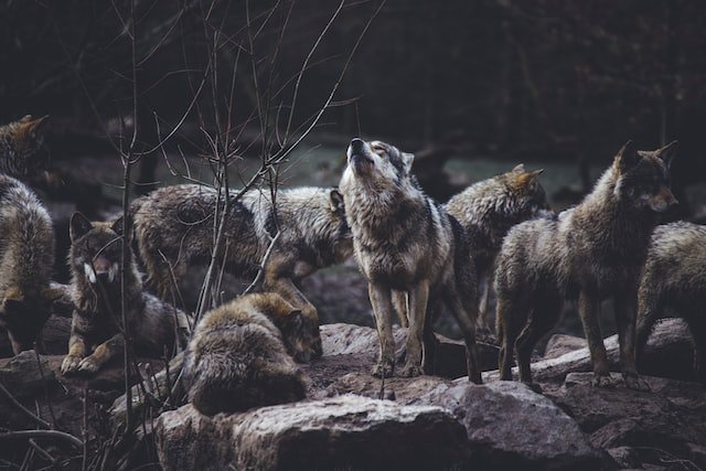Stockholm: controversy over authorised cull of 75 wolves (54 killed so ...
