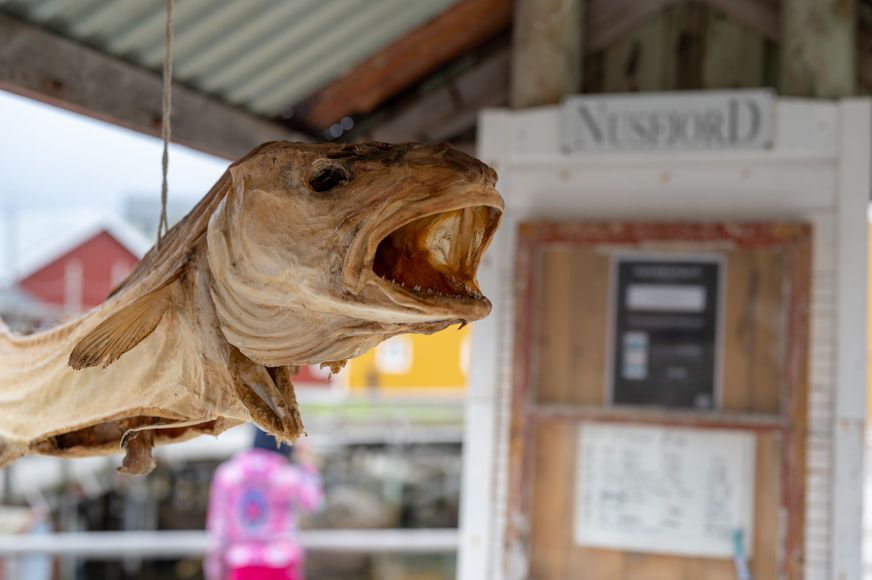 2025: Norwegian cod quota at its lowest in 30 years - All Things Nordic