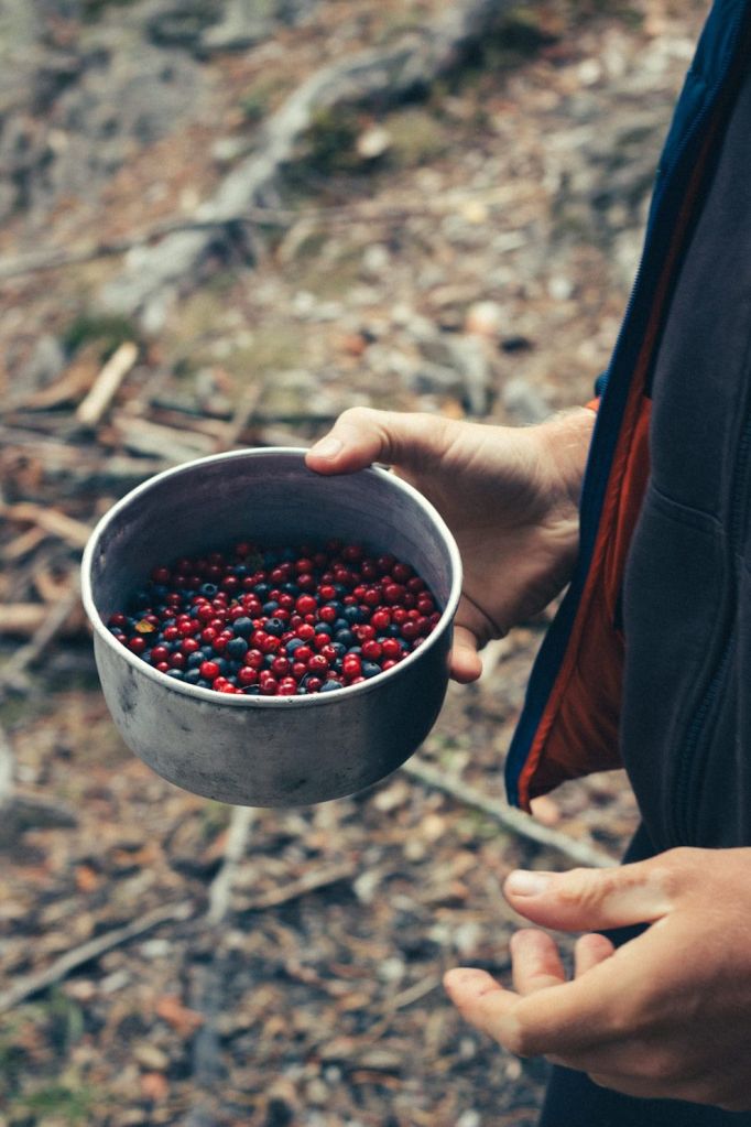 How to forage for berries and mushrooms in the Nordic forest - All ...